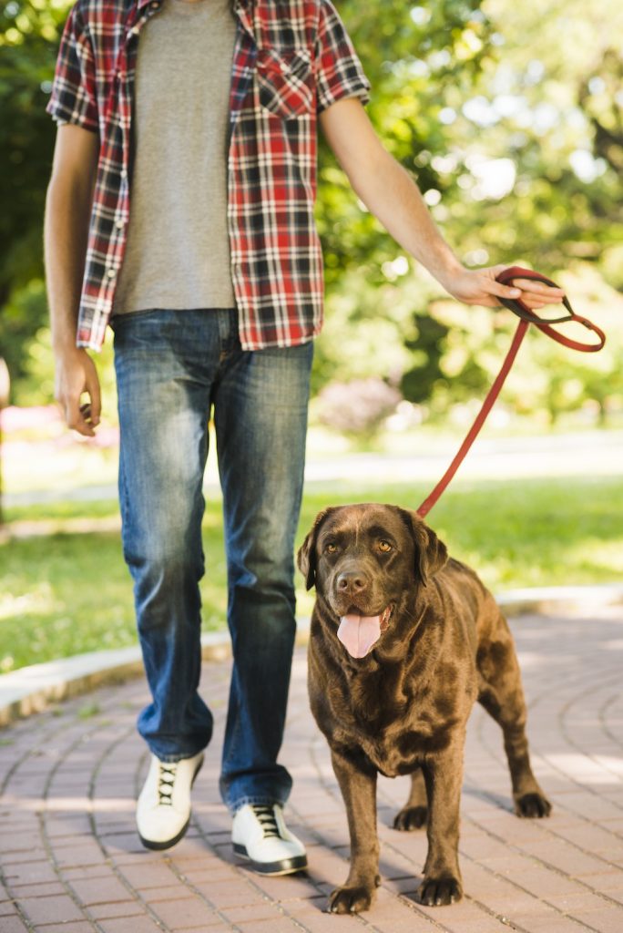 Guide to Creating the Best Dog-Walking App - ELMENS