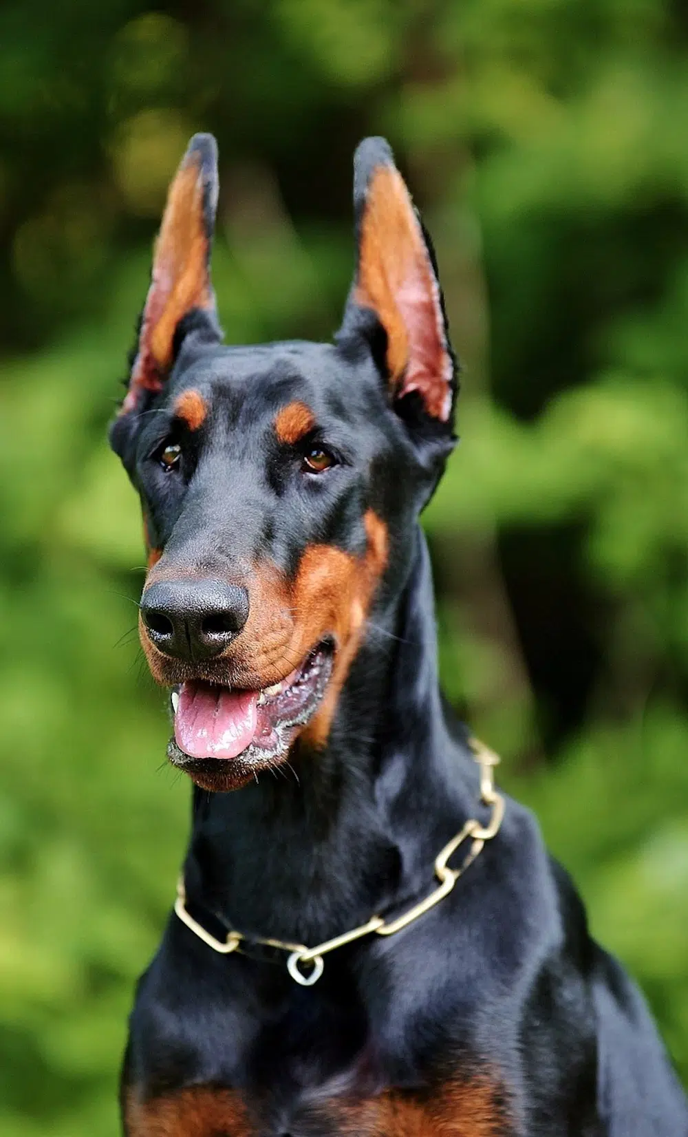 Doberman Mix With Great Dane