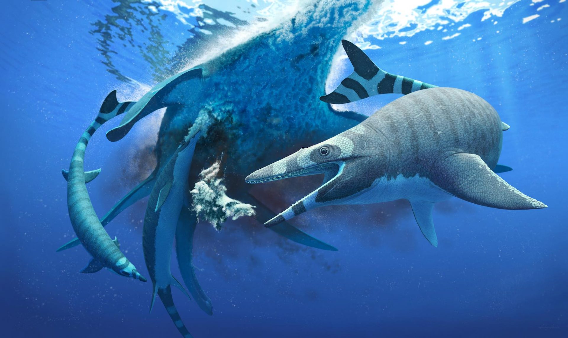 New Shark-tooth Mosasaur Species discovered in Morocco - ELMENS