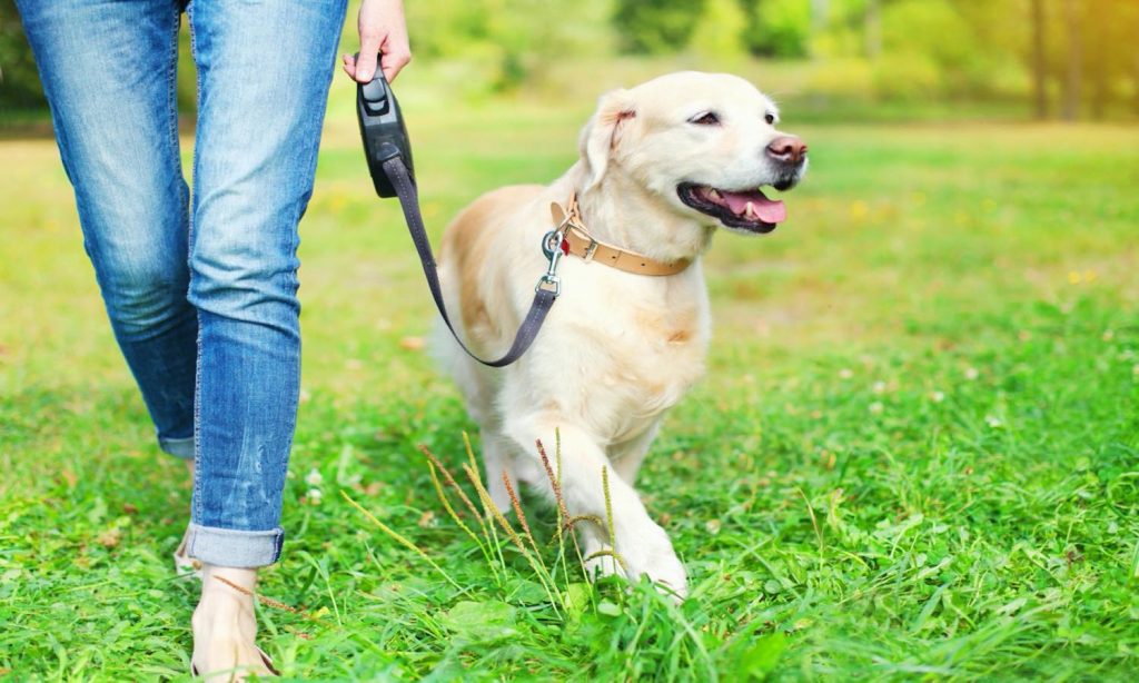 Dog Training Techniques Every Dog Owner Should Know - ELMENS