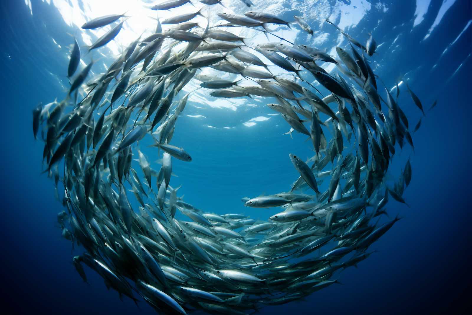 The Ripple Effect of Sustainable Fisheries on Eco-Friendly Practices ...